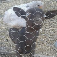 China Chicken 0.5mm Hexagonal Iron Wire Mesh Galvanized Normal Twist for sale