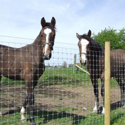 China ISO9001 Galvanized Cattle Farming Wire Mesh Fence 200m/Roll for sale