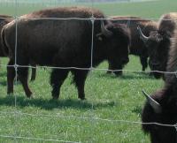 China Livestock Galvanized 12 Foot Hinge Joint Field Fence For Aquaculture for sale
