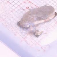 China 27.120MHz Crystal Oscillator with 20ppm Frequency Stability and 20PF Load Capacitance KYX KBD271202020 for sale