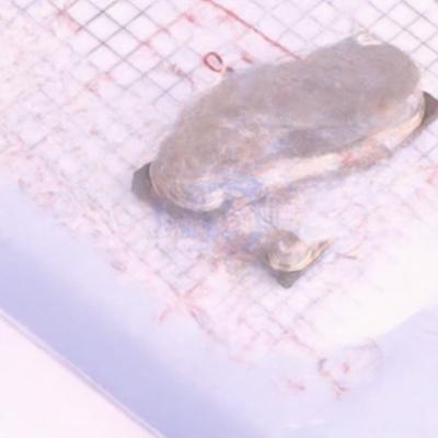 China 27.120MHz Crystal Oscillator with 20ppm Frequency Stability and 20PF Load Capacitance KYX KBD271202020 for sale