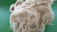 China 1.2D*32mm Recycled Beige Microfiber Polyester Staple Fiber for Filling for sale