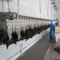 China Electrical Heating Automatic Chicken Scalding Machine For Slaughtering Line for sale