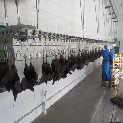 China Electrical Heating Automatic Chicken Scalding Machine For Slaughtering Line for sale
