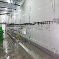 China Stainless Steel Chicken Slaughtering Line Machine Solution for Poultry Processing for sale