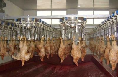 China Customizable and Durable Poultry Processing Line with Stainless Steel 304 for sale