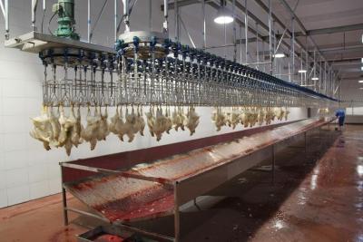China Broiler Layer Automatic Slaughtering Machine Farms Stainless Steel Chicken Slaughter for sale