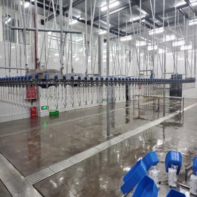 China Efficiency Poultry Slaughtering Equipment with 500 BPH Plucking Machine for sale