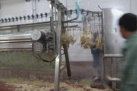 China Chicken Plucker Machine Small Poultry Abbatoir Poultry(pollos) Meat Processing Chicken Processing Equipment for sale