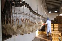 China High Efficiency Halal Chicken Slaughtering Equipment Turnkey Poultry Processing Line for 1000 Birds Per Hour for sale
