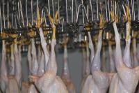 China High Efficiency Halal Chicken Slaughtering Equipment Turnkey Poultry Processing Line for 1000 Birds Per Hour for sale