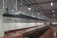 China High Efficiency Halal Chicken Slaughtering Equipment Turnkey Poultry Processing Line for 1000 Birds Per Hour for sale