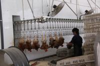 China Halal Certified High Efficiency Turnkey Poultry Processing Line for 1000 Birds Per Hour for sale
