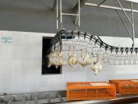 China Halal Certified High Efficiency Turnkey Poultry Processing Line for 1000 Birds Per Hour for sale