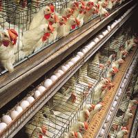 China Modern Long Span Steel Structure Poultry House Easy to Clean Steel Frame Poultry Building for Farm Use for sale