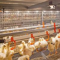 China Galvanized Steel Poultry House with Gable Roof and Bolts Connection for sale