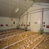 China Automated Steel Poultry House with Fireproof Insulation for sale