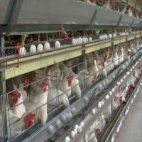 China Automated Ventilation Steel Frame Chicken Coop Management Poultry House for sale