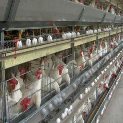China Automated Ventilation Steel Frame Chicken Coop Management Poultry House for sale