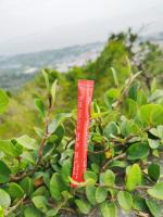 China Customizable 5g Disposable White Sugar Sticks for sale