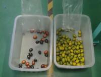 China 3 Channels Rosehip Fruit Sorting Machine Remove Impurity for sale