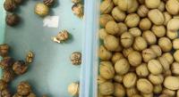 China 3 Channels Rosehip Fruit Sorting Machine Remove Impurity for sale