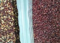China 99.99% High Accuracy Beans Color Sorter Purple Leather for sale