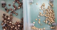 China Automatic Mini Macadamia Nuts Color Sorter Portable With Wheel for sale