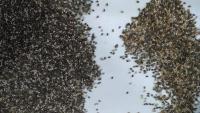 China Chia Seeds  Color Sorting Machine High Precision in  china for sale