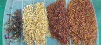 China Rice Grain Coffee Bean Color Sorter Automatic Computing for sale