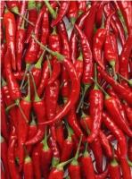 China Hot Pepper Chili Belt Color Sorter With RGB Camera for sale