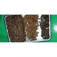 China Automatic Beans Color Sorter Coffee Beans Sorting Machine Multi-functional Separator for Soybeans Lentils Chickpeas for sale