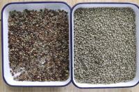 China Mini Coffee Color Sorter Sorting For Green / Roasted Coffee Bean for sale