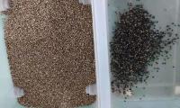 China Intelligent Coriander Seed Color Sorting Machine With 7 Trays for sale