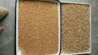 China Chia Seeds Color Sorter Machine With Image Analysis And AI Self Learning Technology for sale