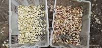 China Farm Use Oats Color Sorter Intelligent CCD Color Sorting Machine With CE Certification for sale