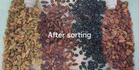 China Farm Use Oats Color Sorter Intelligent CCD Color Sorting Machine With CE Certification for sale