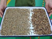 China Corn Walnut Chickpea Peanut Olive Color Separator Roasted Nut Cardamom Color Sorting Machine for sale