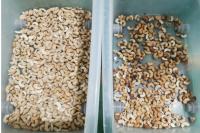 China Sunflower Seeds Color Sorter Machine For Sorting Pistachio Cashew Nut Color Sorter Machine for sale