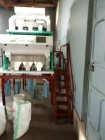 China WENYAO Bread Worm Color Sorting Mealworm Sorting Machine for sale