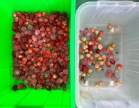 China Stainless Steel Water-Proof Frozen Straw Berry Blue Berry Color Sorter Color Sorter Machine for sale