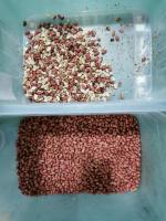 China Wenyao Multifunction Peanut Color Sorting Machine CCD Intelligent Nut Color Sorter for sale
