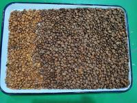 China Wenyao Automatic Beans Color Sorter Coffee Bean Color Sorting Machine for sale
