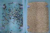 China Wenyao 7 Chute Chinese Manufacturer Color Sorting Machine Chickpea Color Sorter for sale