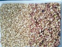 China Wenyao Chinese Manufacturer Chute Style Peanut Color Sorter Nuts Color Sorting Machine for sale
