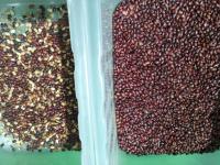 China Wenyao Professional Red Kidney Bean Color Sorter Optical Color Sorting Machine For Beans Grains for sale