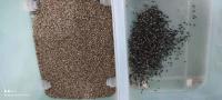 China Coffee Cherry Soybean CCD Mini Seeds Color Sorter Machine Grain Color Sorting Machine for sale