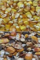 China Multifunction Intelligent Corn Color Sorter CCD Camera Color Sorting Machine for sale