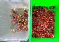 China Wenyao Strawberry Color Sorter Intelligent Belt Color Sorting Machine for Frozen Fruit Coffee Cherry Blueberry Strawberry for sale