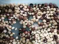 China Big Capacity Macadamia Nuts Sorting Machine Open Pistachios Nut Shell Machine Almond Crushing Machine Color Sorter for sale